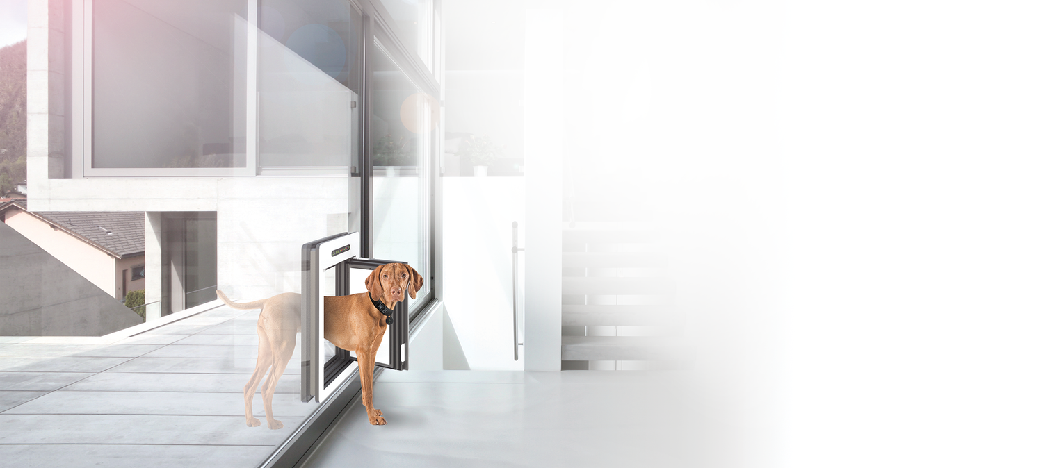 7 reasons for petWALK – petWALK